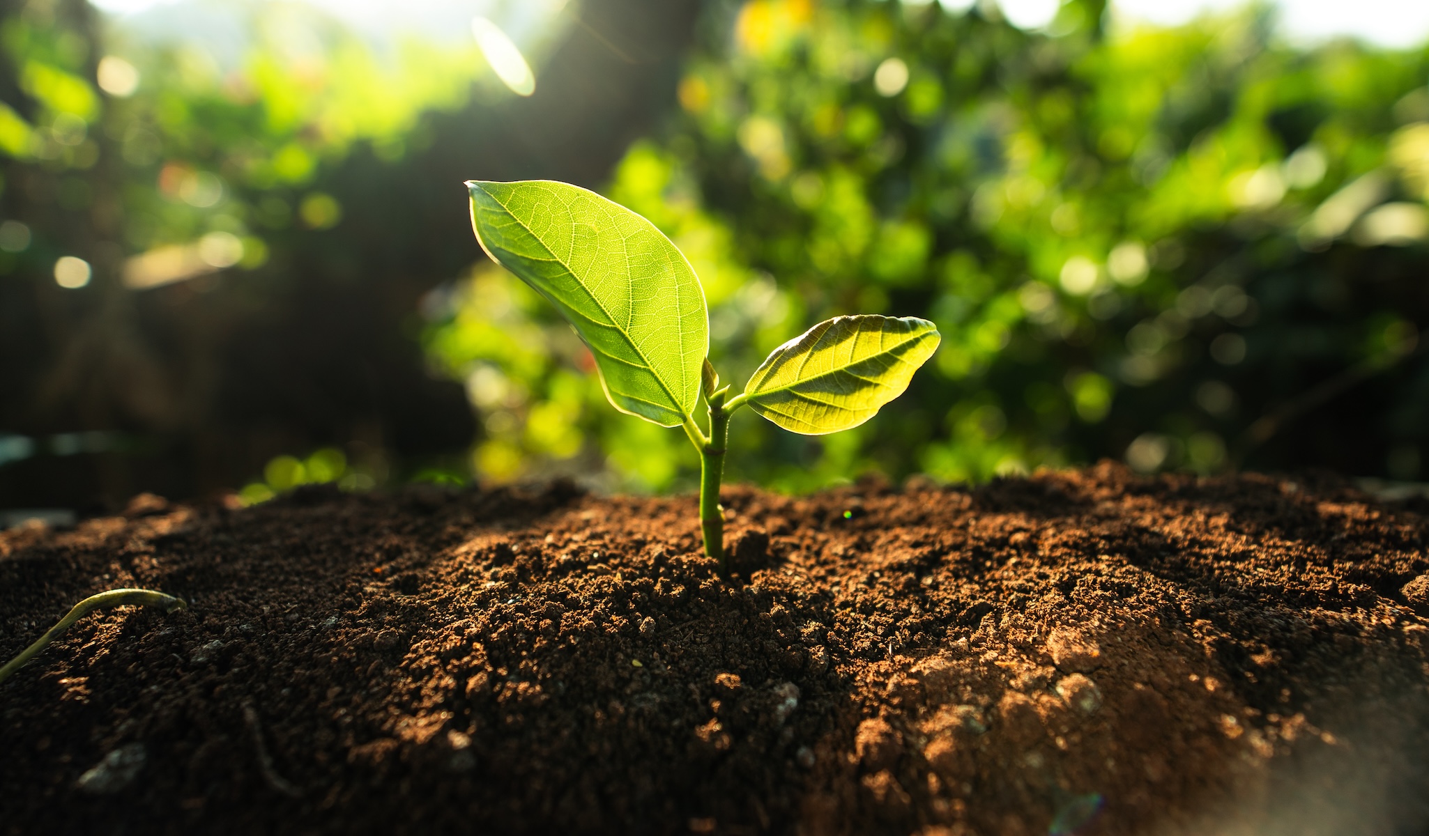 Smart Waste - Ethical Waste Management & Recycling